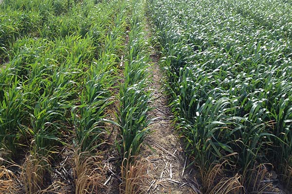 Nitrogen Management and Fertiliser Technology